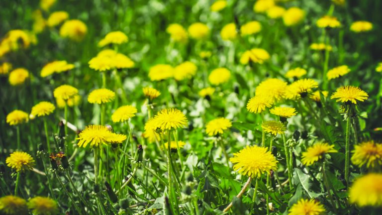 Common Nuisance Weeds in Alberta – Dandelion - Weed Control, Lawn Care ...