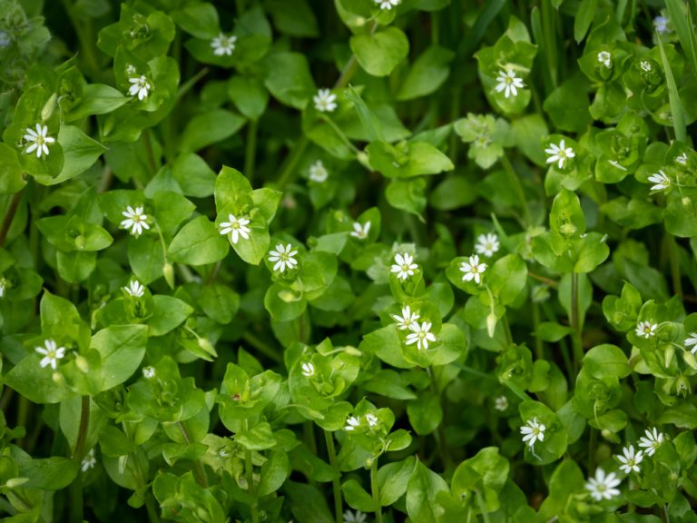 Common Nuisance Weeds in Alberta – Chickweed - Weed Control, Lawn Care ...