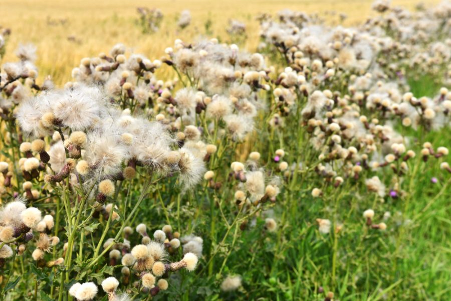 Common Noxious Weeds in Alberta – Canada Thistle - Weed Control, Lawn ...
