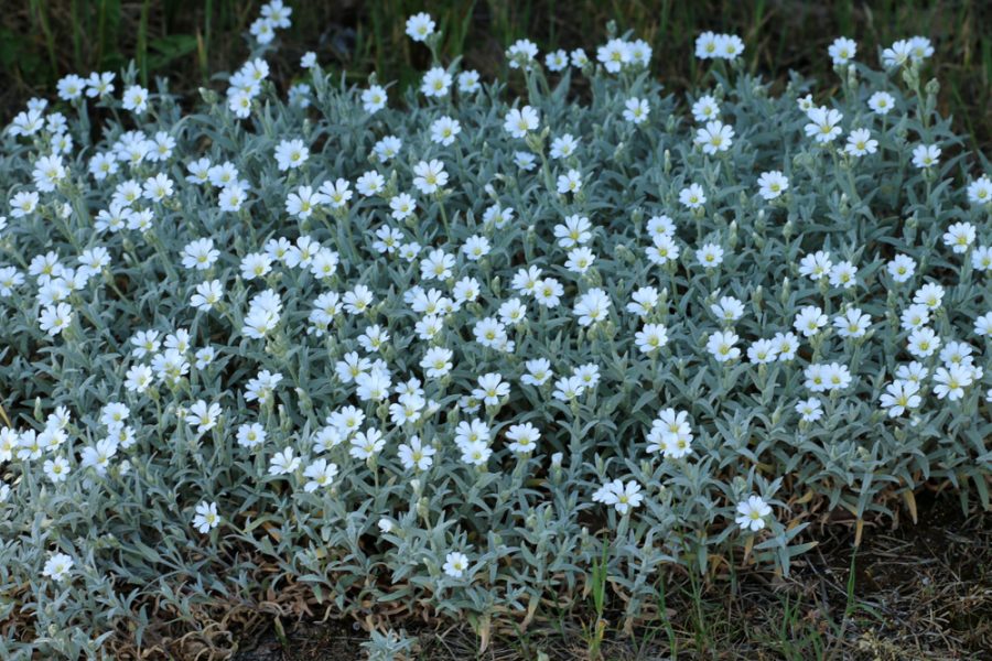 Common Nuisance Weeds in Alberta – Chickweed - Weed Control, Lawn Care ...
