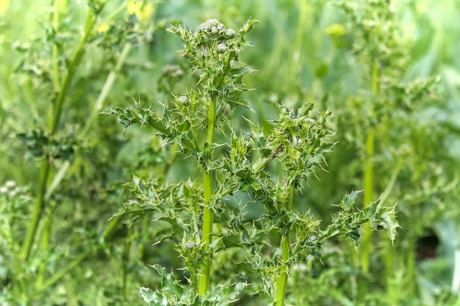 Common Noxious Weeds in Alberta – Canada Thistle - Weed Control, Lawn ...