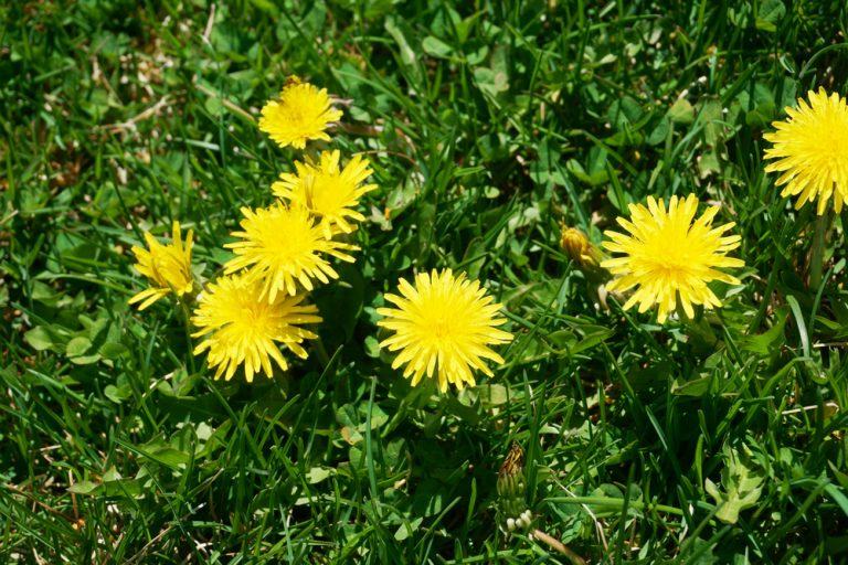 Weed Control & Identification in Alberta - Weed Control, Lawn Care ...