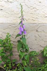 Common Noxious Weeds in Alberta – Creeping Bellflower - Weed Control ...